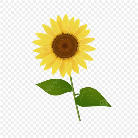 รูปดอกทานตะวัน Png ดอกทานตะวัน Png Isolatd สีเหลืองภาพ Png และ Psd สำหรับดาวน์โหลดฟรี