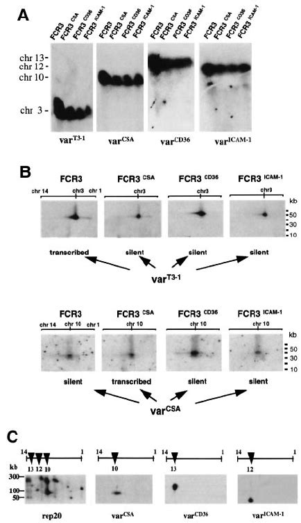 Genetic Analysis Of Var Gene Expression Site Switches Chromosomal Download Scientific Diagram