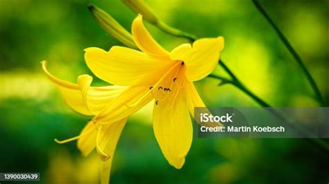 아름다운 보케와 화려한 노란 백합 녹색 잎은 색상 조화를 완성합니다 0명에 대한 스톡 사진 및 기타 이미지 0명 경관 계절 Istock