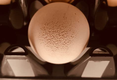 19 Eggshell Quality Problems You Should Know About › Kukufarm