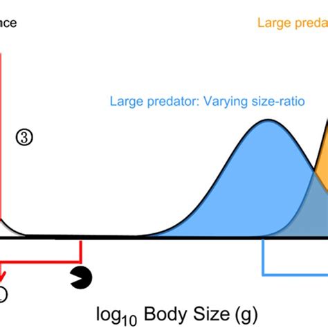 Relationship Between Predator And Prey Body Size Based On Realised Download Scientific Diagram