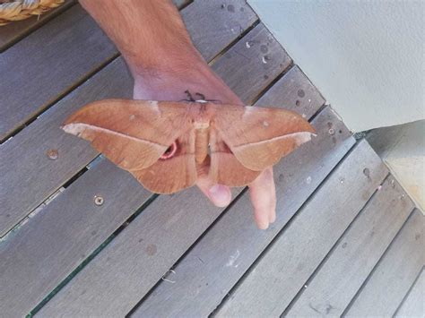 Absolute Unit Scrolller