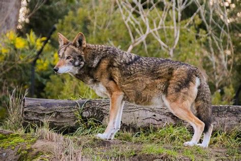 Red Wolf A Z Animals