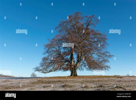 Common Beech Fagus Sylvatica Winter Landscape Swabian Alb Baden