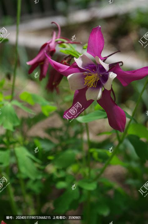 大花耧斗菜 花卉 植物花草 摄影素材 汇图网www huitu