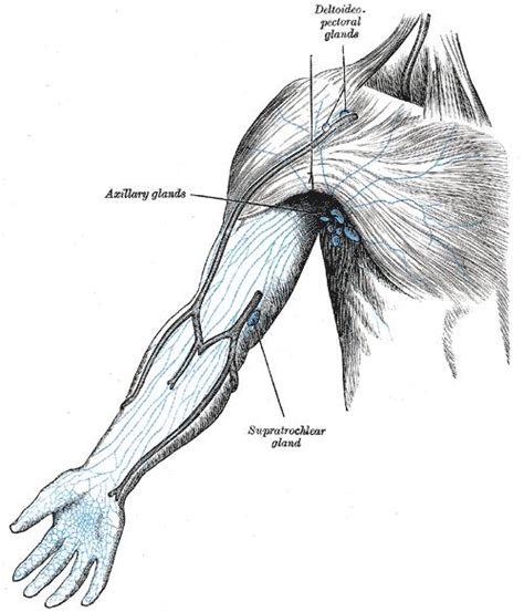 Lymph node - wikidoc
