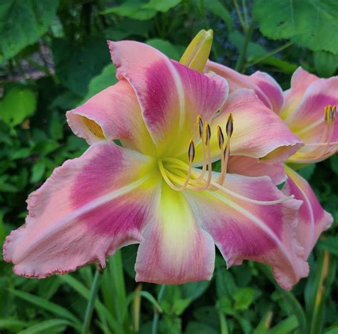 Daylily Hemerocallis Too Sexy For You In The Daylilies Database