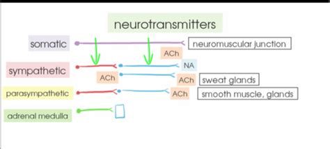 Anatomy Week 7 Flashcards Quizlet