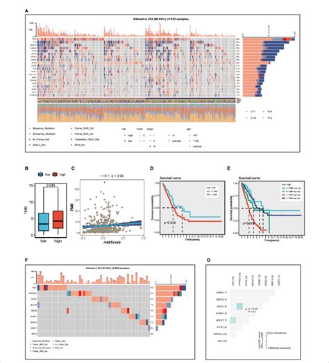 Mutation Analysis A Mutation Landscape Of The Top Genes With Download Scientific Diagram