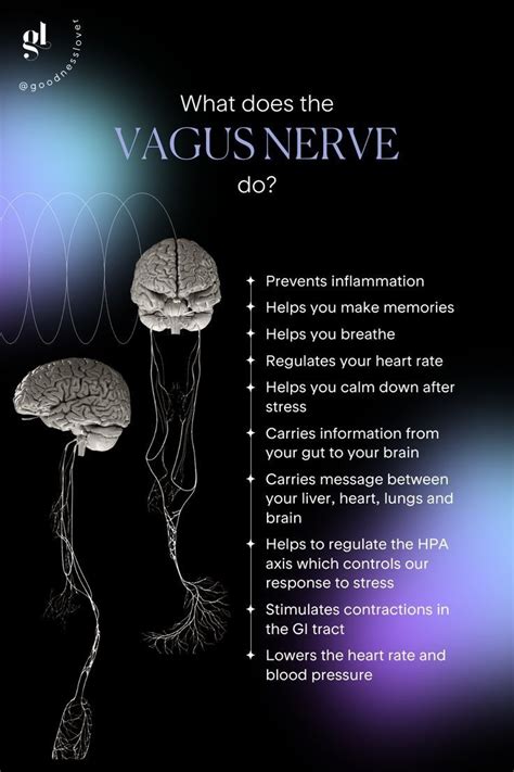 7 Vagus Nerve Exercises For Nervous System Healing Artofit
