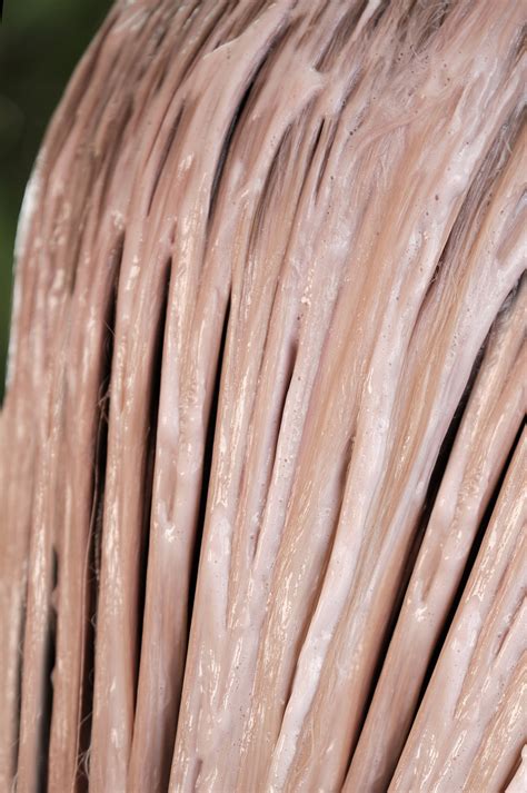 Can I Lighten My Hair With Just Developer Hood Mwr