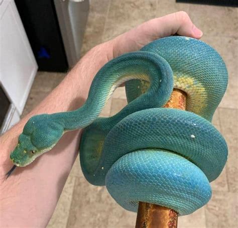 13 Incredible Green Tree Python Morphs And Localities Happyserpent