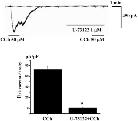 Effects Of U 73122 Phospholipase C Inhibitor On I Cch A After
