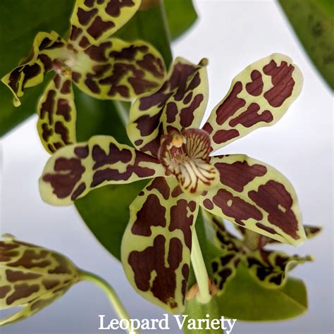 Grammatophyllum Scriptum Orchidweb