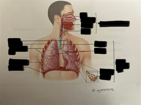 Lab Exam 3 Diagram Quizlet