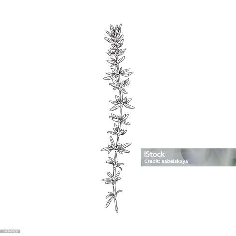 음식 조미료와 약을 위한 백리향 허브는 분리된 벡터 그림을 스케치합니다 그리기에 대한 스톡 벡터 아트 및 기타 이미지 그리기 꽃무늬 나뭇가지 Istock