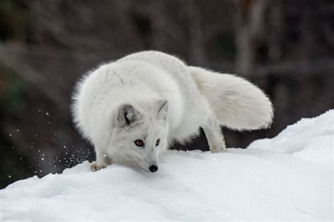 Arctic Fox Arctic Fox Foxes Photography Canine