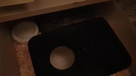 레오파드게코 크레스티드게코 오랜만에 모두 인사~~ Youtube