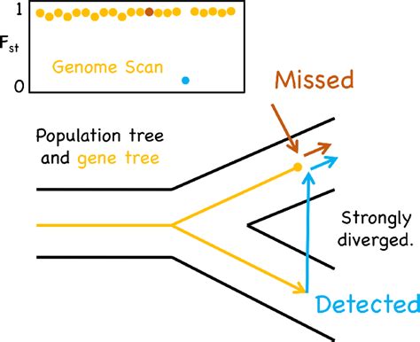 Hybridization And Introgression In Strongly Diverged Populations Or