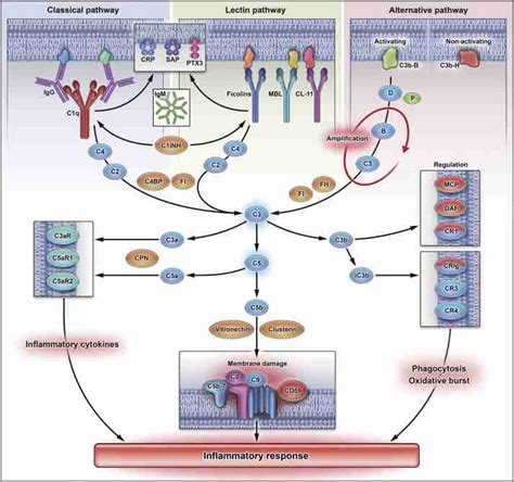 The Complement System The Complement System Can Be Activated Through Download Scientific