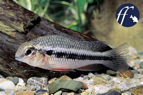 Schachbrettcichliden Ganz Besondere Zwergbuntbarsche Aqualogde