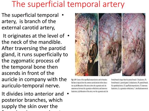Anatomy Of Scalp By Dr Saeed Ben Aqeel Ppt
