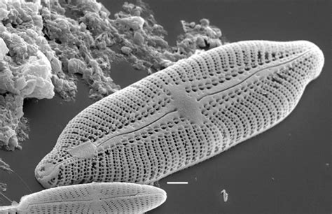 Wbbse Notes For Class 8 General Science And Environment Chapter 6