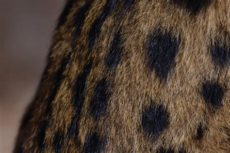 Serval Spots Enclosure By Thebootesartvoid On Deviantart