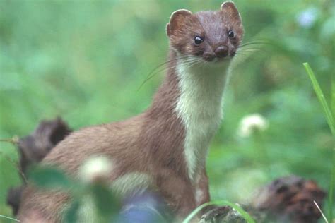 Stoat Mustela Erminea Glenlivet Wildlife