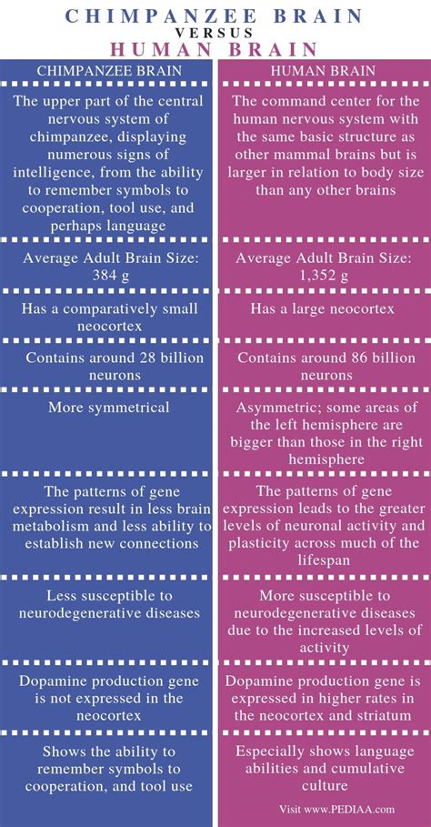 What Is The Difference Between Chimpanzee Brain And Human Brain Pediaa Com