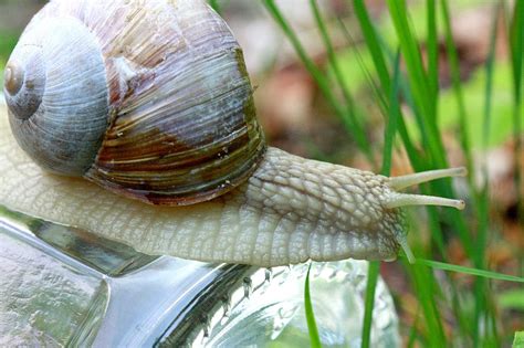 Snail Shell Mollusk Free Photo On Pixabay Pixabay