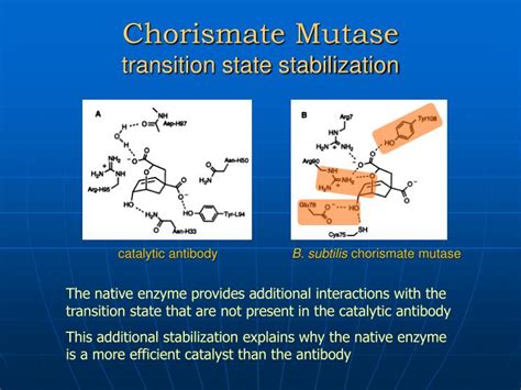 Ppt Enzyme Catalysis Powerpoint Presentation Id 5349643