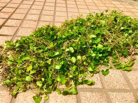 雷公根 爆廢公社 爆料公社