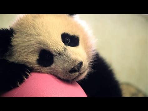 The Sex Lives Of Giant Pandas Smithsonian Institution