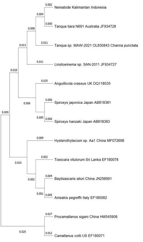 Phylogenetic Tree Based On Nucleotide Sequences Of 18s Rrna From The