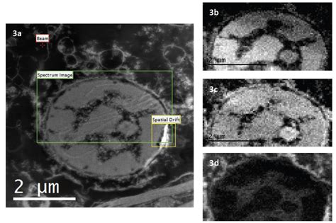 eels a tool for investigating biological materials gatan inc