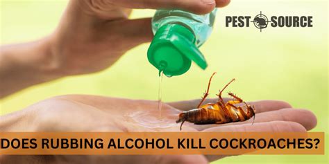 Does Rubbing Alcohol Kill Cockroaches Pest Source