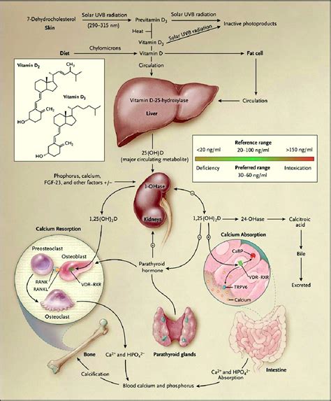 Doctors Gates Synthesis And Metabolism Of Vitamin D In The Regulation