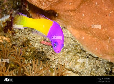 Royal Dottyback Pictichromis Paccagnellae Alor Nusa Tenggara