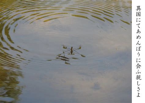 あめんぼう 田舎暮しの日々雑句