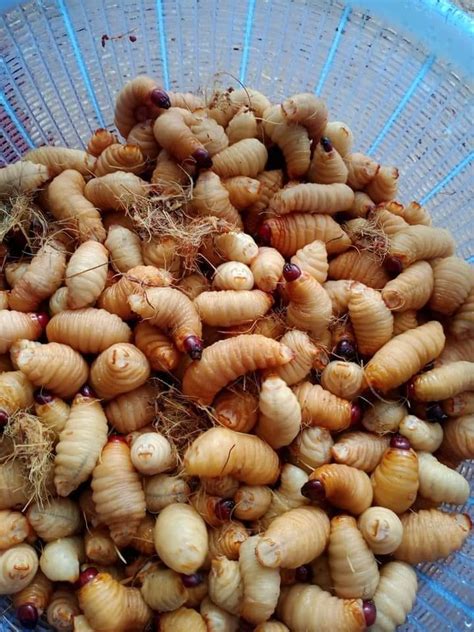 Hội Đuông Dừacon GiốngĐầu Ra