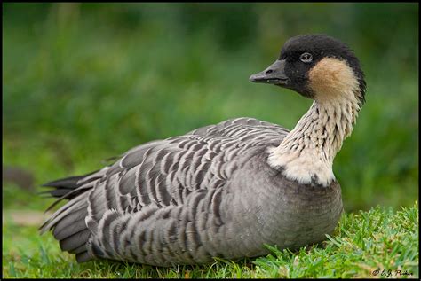 Hawaiian Goose Page