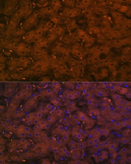 Complement C4a Recombinant Monoclonal Antibody 4c3f2 Ma5 42820