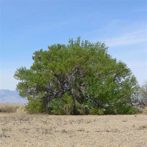 Best Shade Trees For Arizona Drought Tolerant