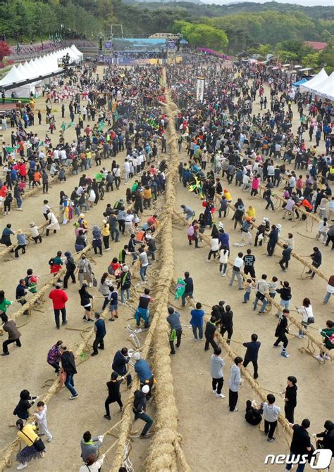500년 역사 화합과 풍요의 기지시줄다리기 네이트 뉴스