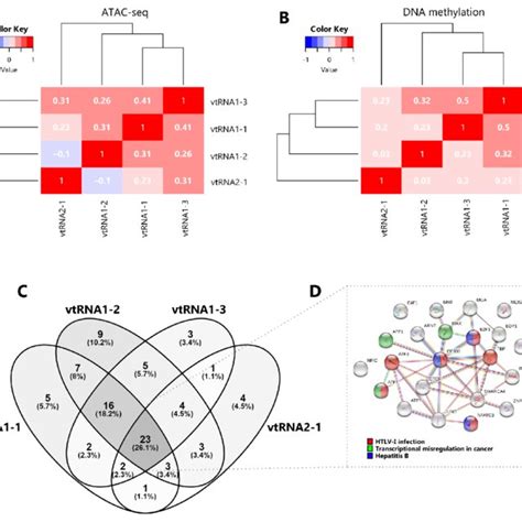 Comparative Chromatin Accessibility And Transcription Factor Occupancy