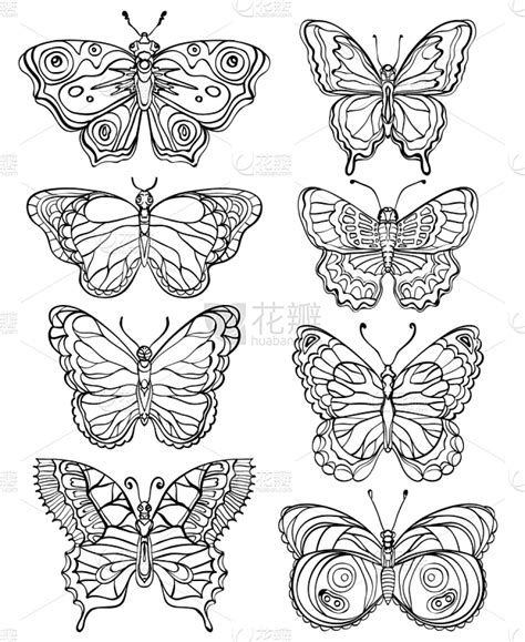 多样 表格 蝴蝶 黑白图片 华丽的 环境 翅膀 自然美 布置素材 花瓣网