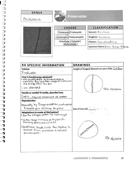 Anabaena Ro Biol 121 Studocu