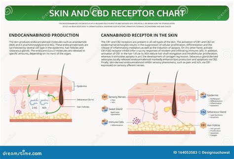 Skin And Cbd Receptor Chart Horizontal Textbook Infographic Stock Illustration Illustration Of