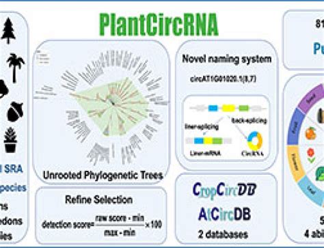 Circrnadb A Comprehensive Database For Human Circular Rnas With